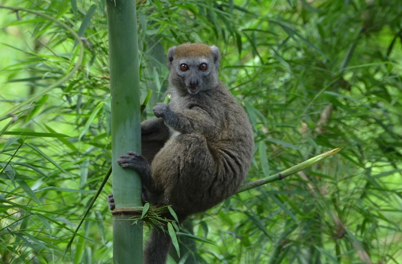 Marojejy Nationalpark - MadaMagazine