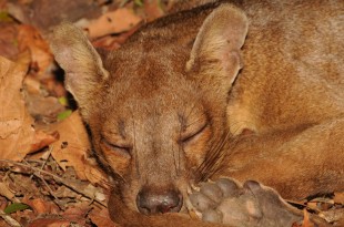 An extraordinary predator: The Fossa - MadaMagazine