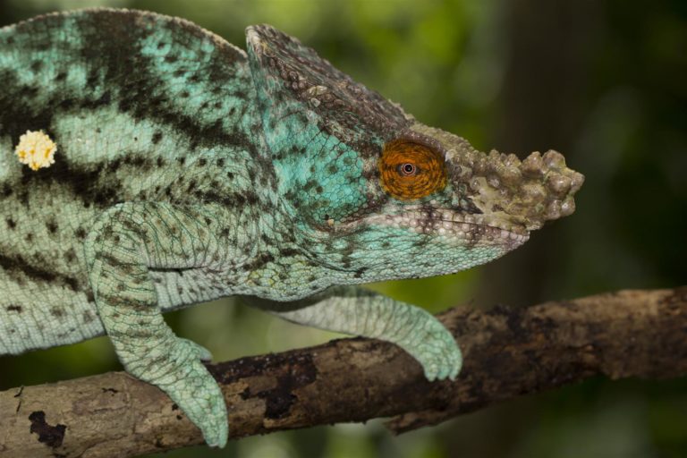 The gentle giants: Parson's Chameleons - MADAMAGAZINE