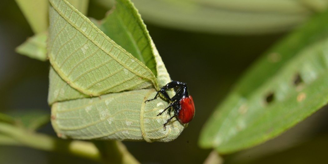The giraffe necked weevil - MadaMagazine
