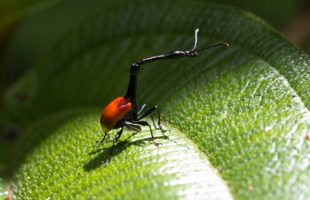 Insects & spiders Archive | MADAMAGAZINE