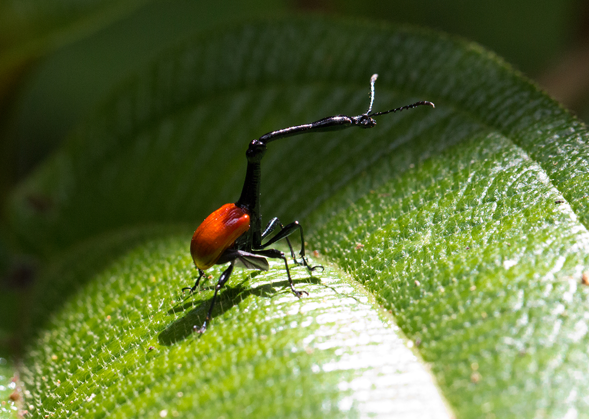 The giraffe necked weevil - MadaMagazine