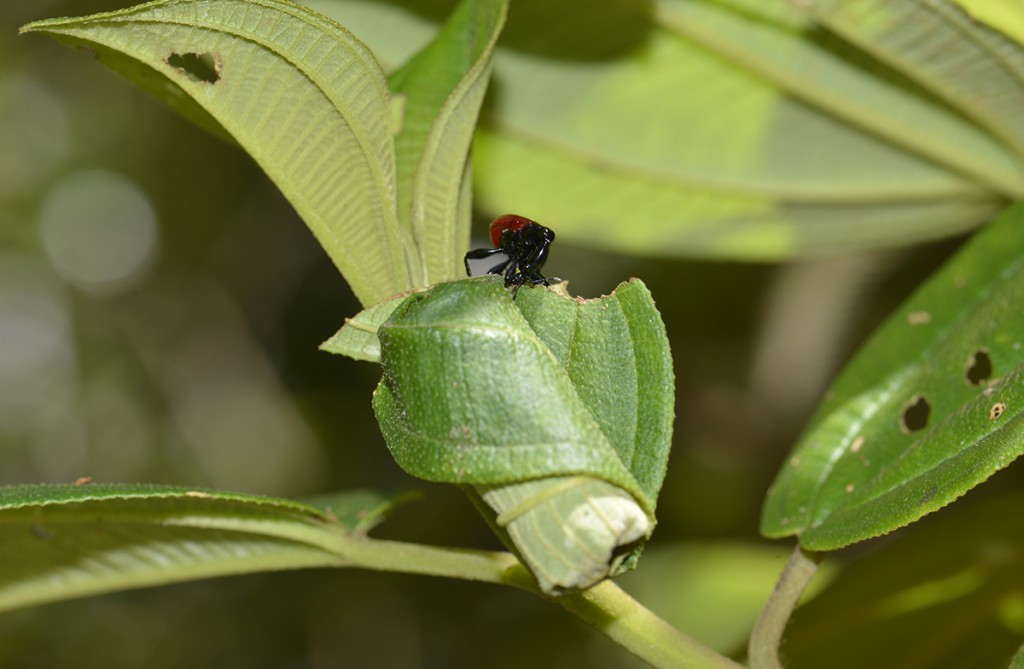 The giraffe necked weevil - MadaMagazine
