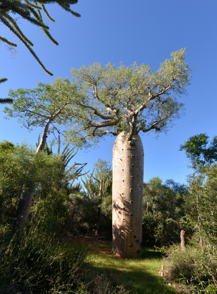 Reniala reserve - MadaMagazine