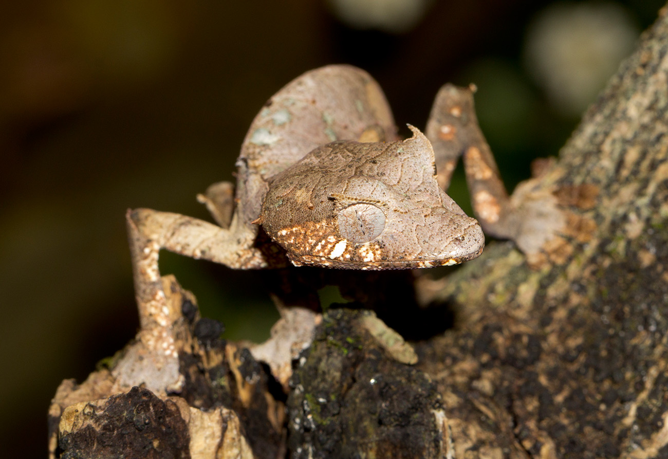 The satanic leaf-tailed gecko - MadaMagazine