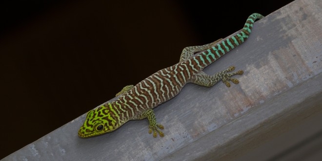 A gecko jewel: Standing’s Day Gecko – MADAMAGAZINE