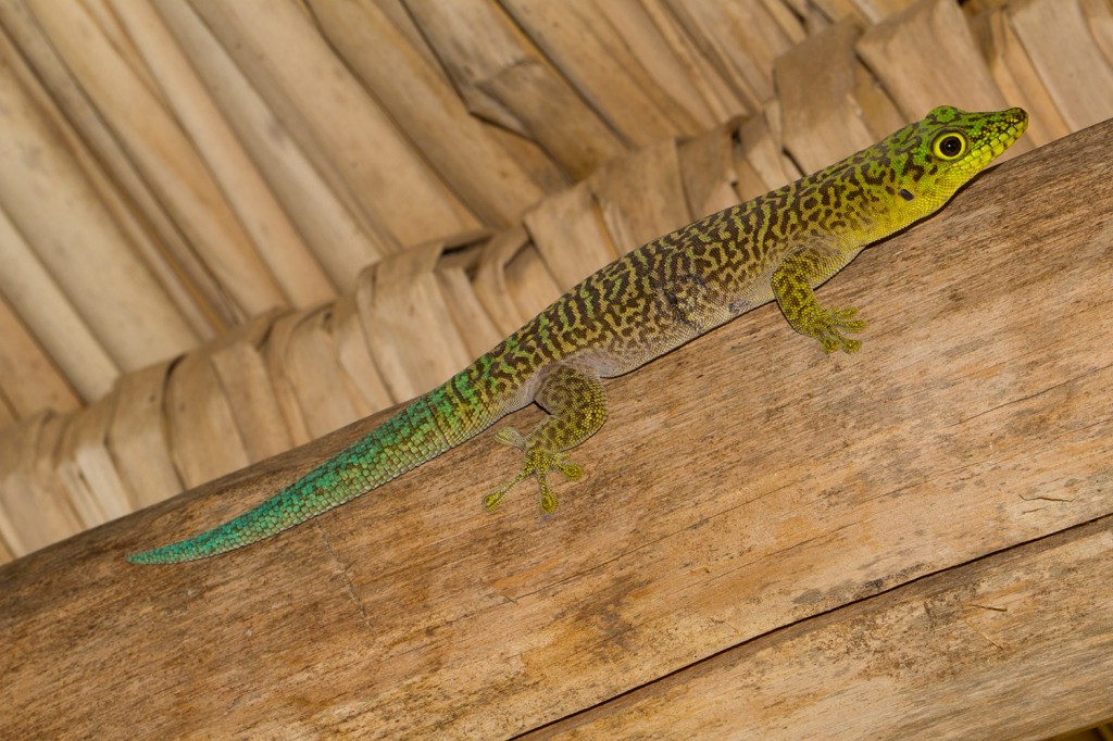 Standing's day gecko - MadaMagazine