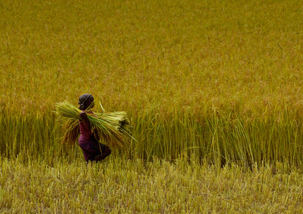 Rice cultivation in Madagascar - MadaMagazine