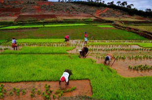 Rice cultivation in Madagascar - MadaMagazine