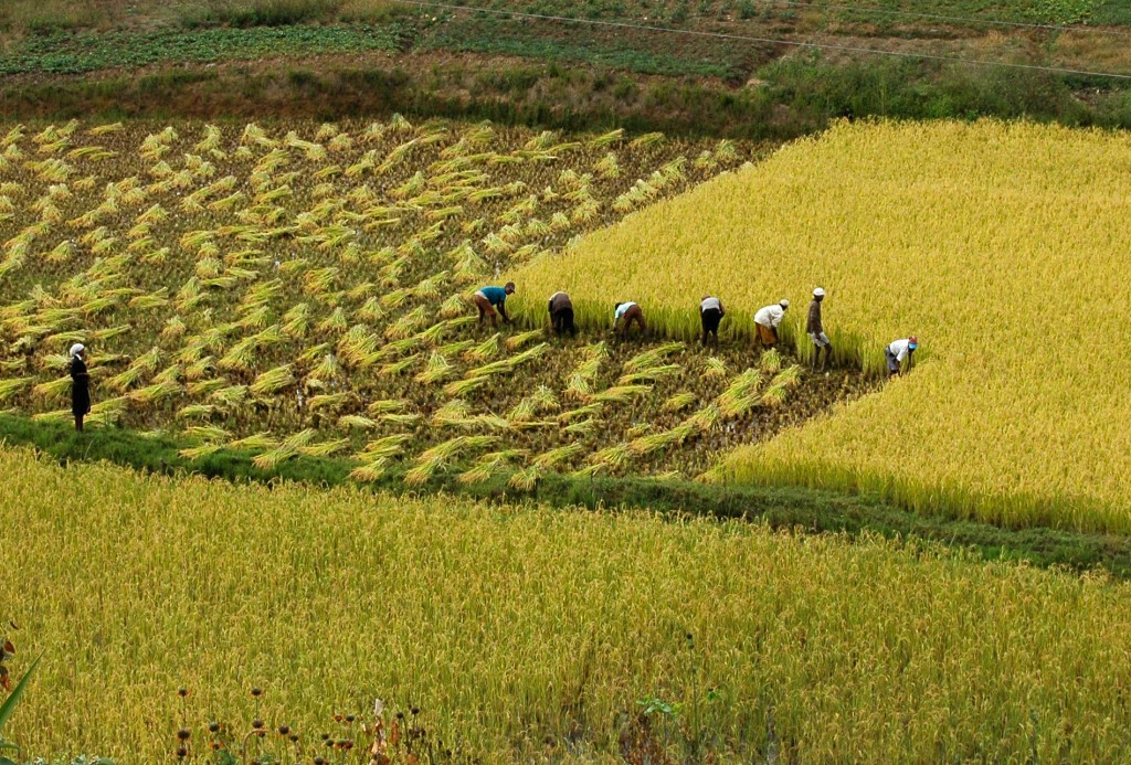 Rice cultivation in Madagascar - MadaMagazine