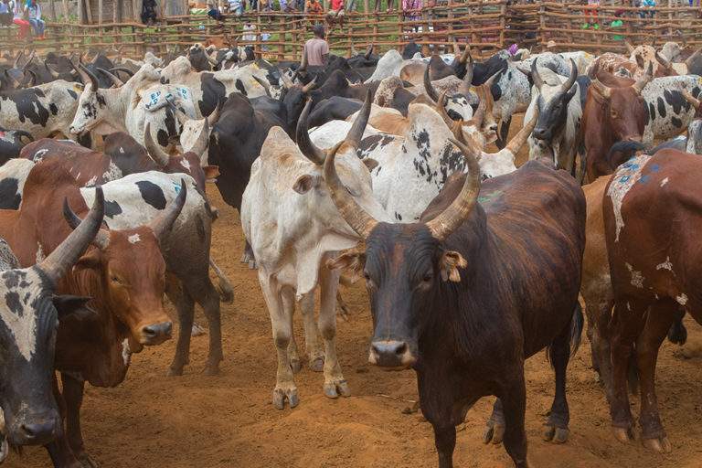 Madagaskars heimliches Wahrzeichen: Das Zebu - MadaMag