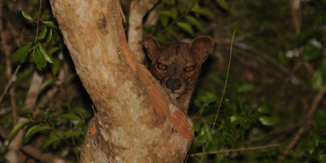 An extraordinary predator: The Fossa - MadaMagazine
