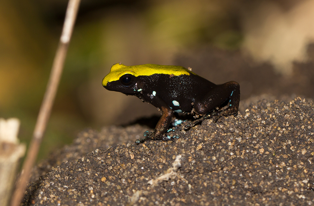 Gegen den Strom: Mantella laevigata - MADAMAGAZINE