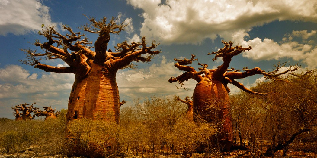 The country of Baobabs - MADAMAGAZINE