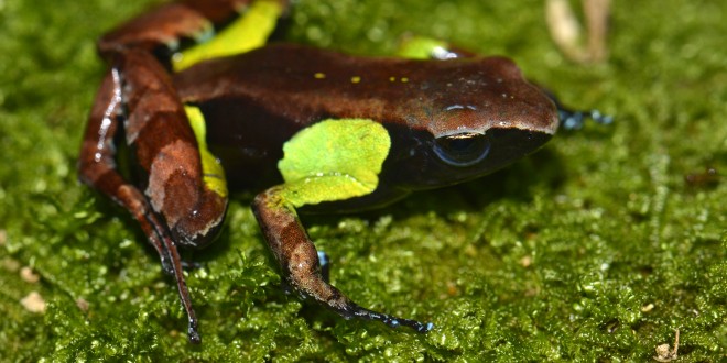 Guibé’s mantella – MADAMAGAZINE