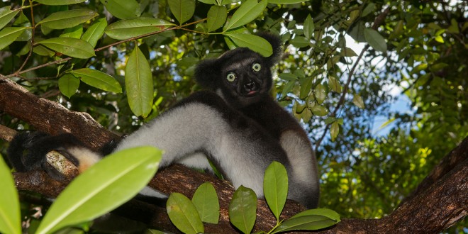 The singing lemurs: Indris – MADAMAGAZINE