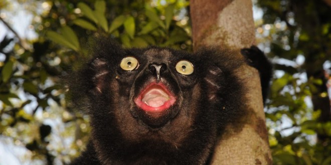 The singing lemurs: Indris – MADAMAGAZINE