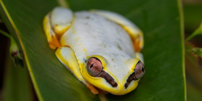 The sky blue reed frog – MADAMAGAZINE
