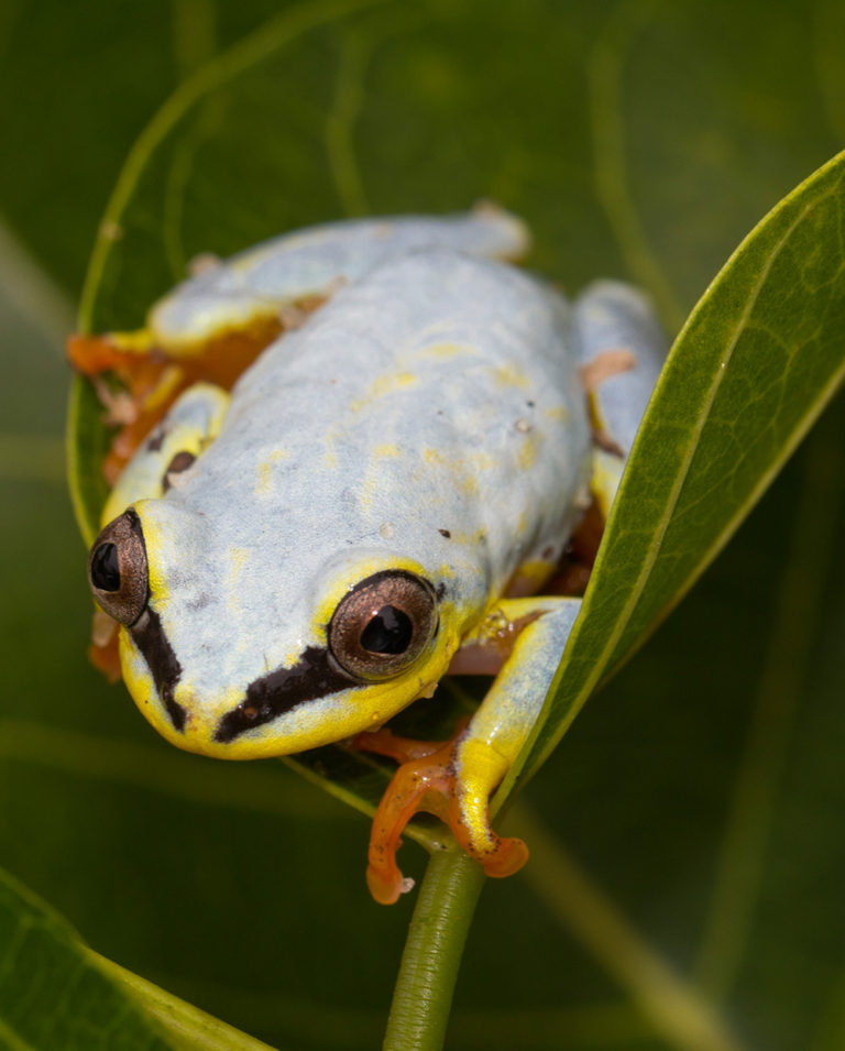 The sky blue reed frog - MADAMAGAZINE