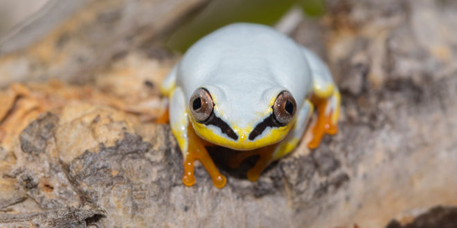 The sky blue reed frog – MADAMAGAZINE