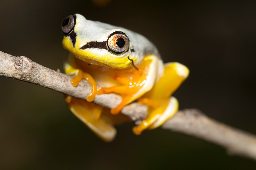 The sky blue reed frog - MADAMAGAZINE
