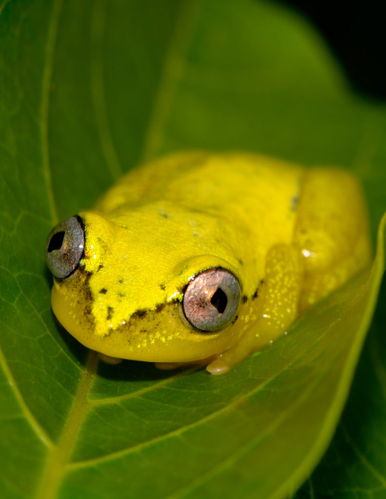 The sky blue reed frog - MADAMAGAZINE