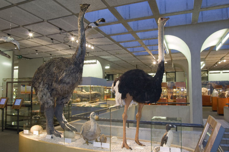 The life of elephant birds - MADAMAGAZINE