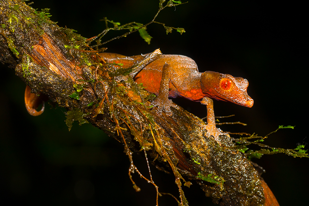 Satanic Leaf Tailed Gecko 7