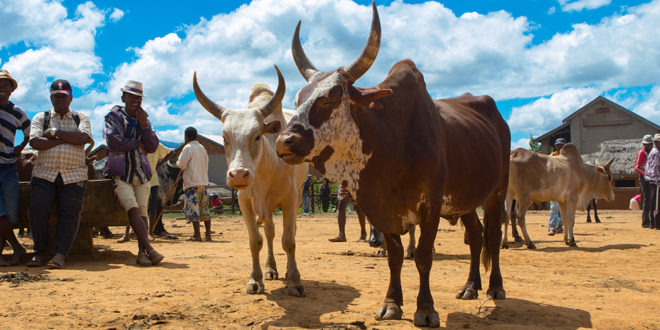 Madagascar’s secret emblem: The zebu – MADAMAGAZINE