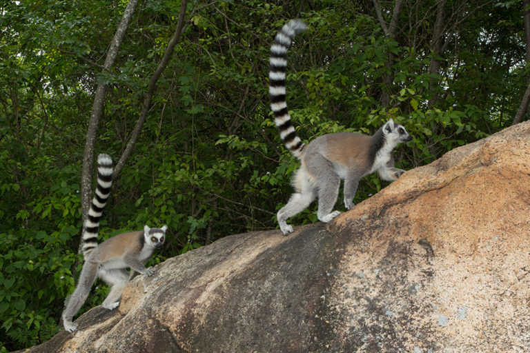 10 facts about lemurs - MADAMAGAZINE