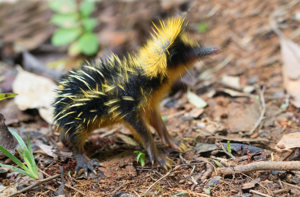 (Deutsch) Specialists with sharp spines: The Lowland Streaked Tenrec ...