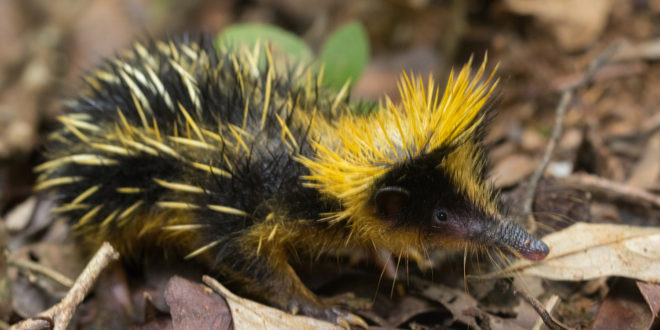 Specialists with sharp spines: The Lowland Streaked Tenrec – MADAMAGAZINE