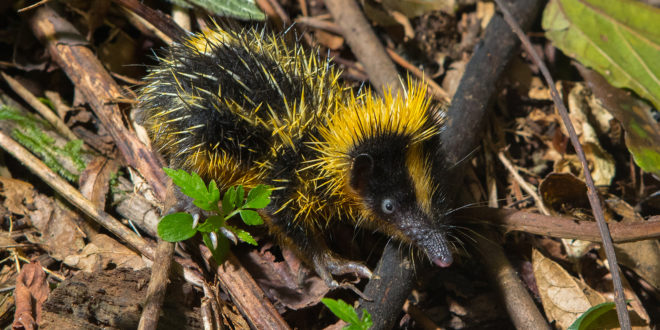 Specialists with sharp spines: The Lowland Streaked Tenrec – MADAMAGAZINE