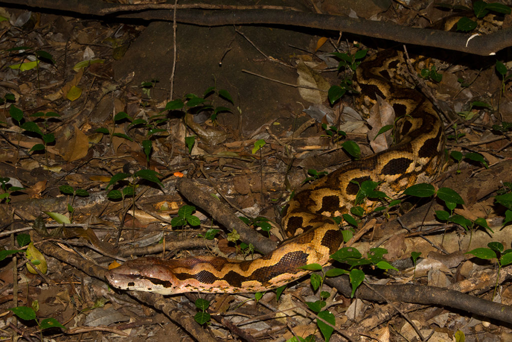 The giant snakes of the red island: Madagascar boas - MADAMAGAZINE