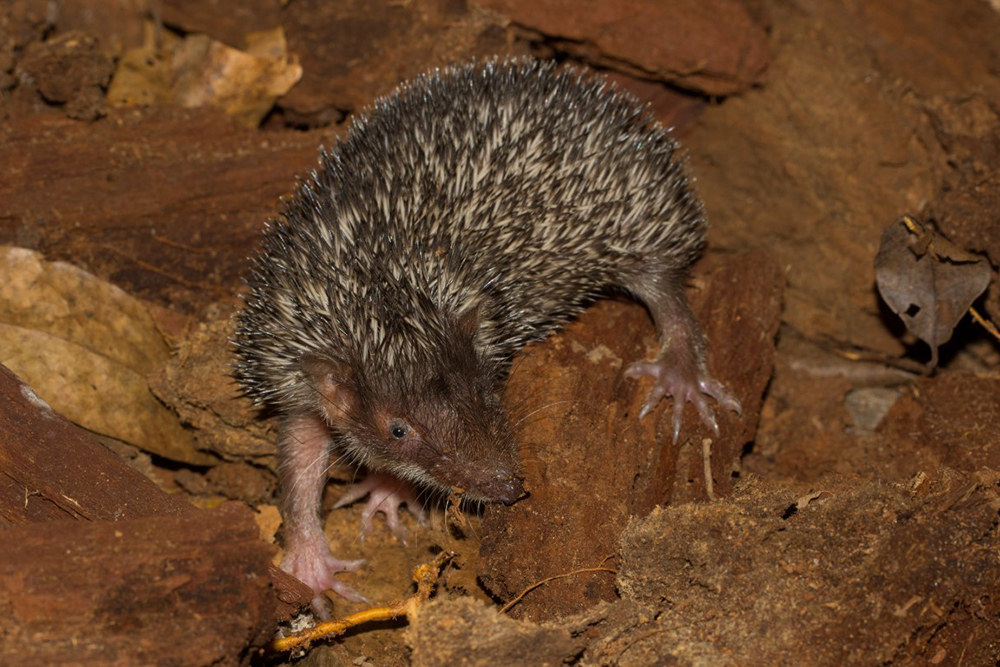 The greater hedgehog tenrec - MADAMAGAZINE