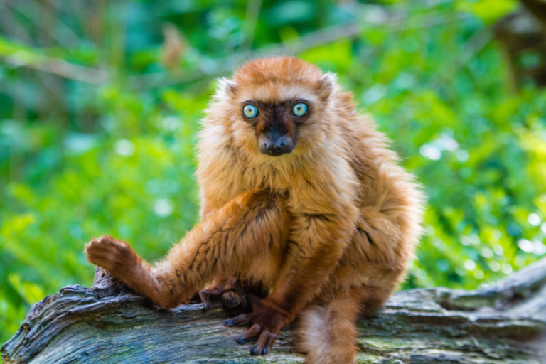 10 facts about lemurs - MADAMAGAZINE