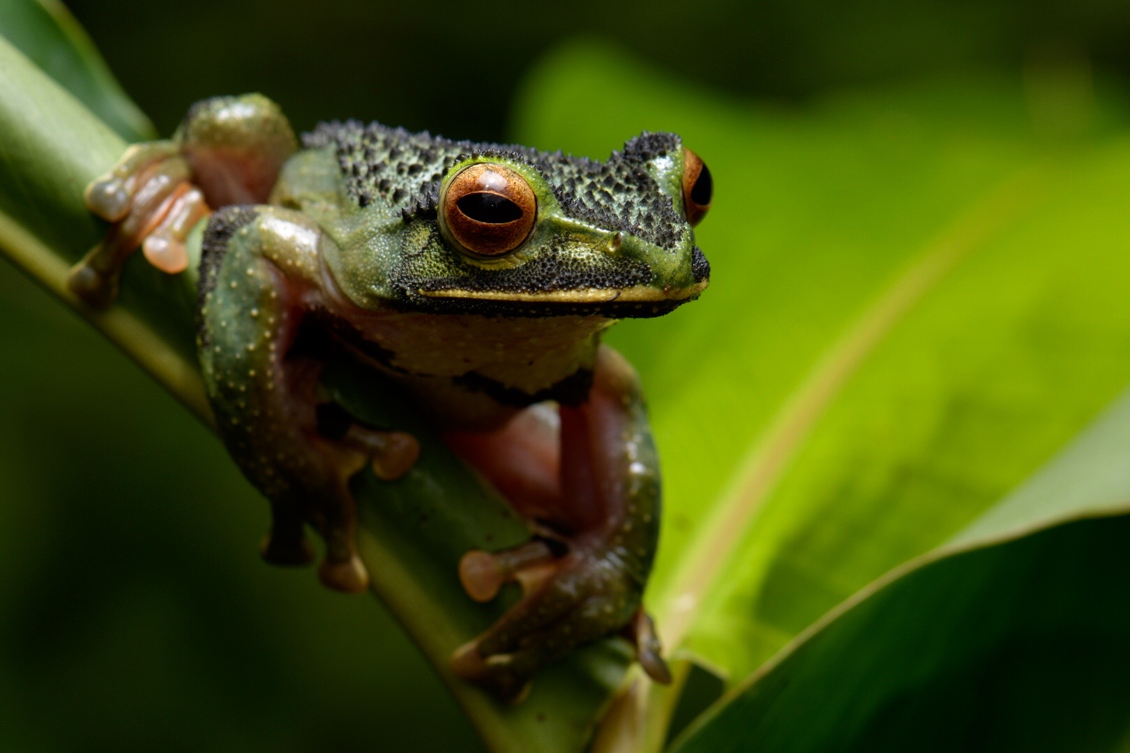 The White-lipped Bright-eyed Frog - MADAMAGAZINE
