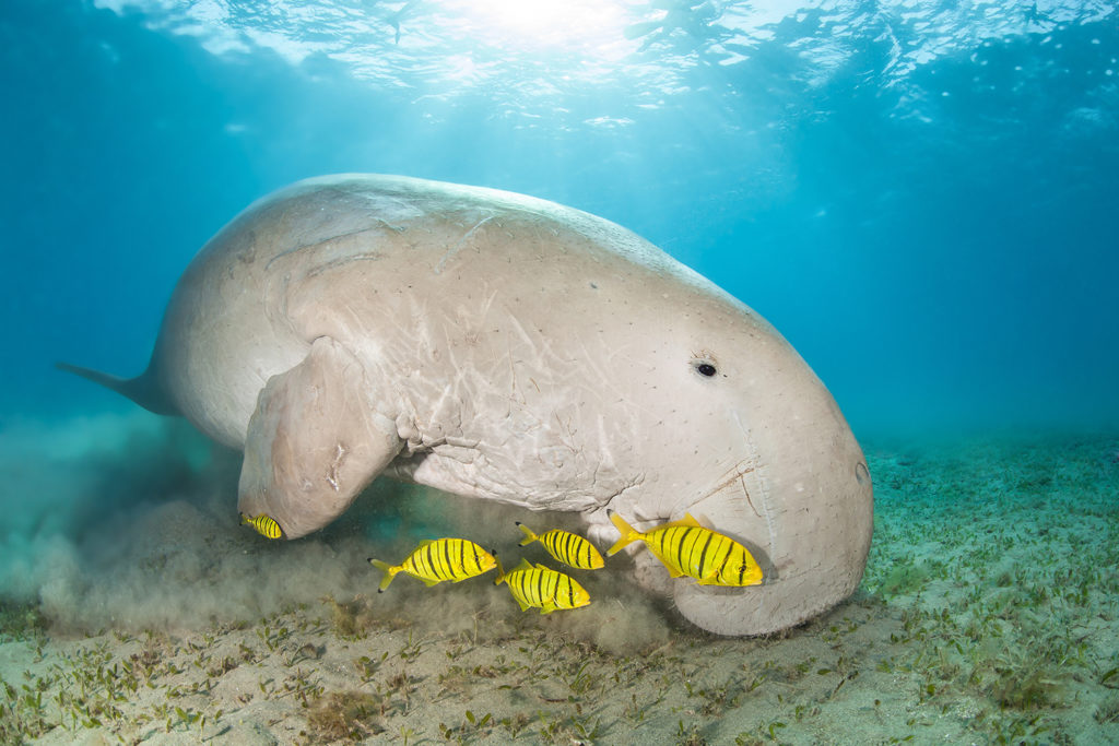 The last dugongs - MADAMAGAZINE