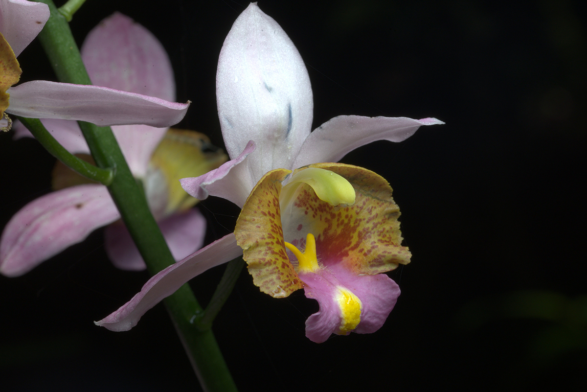 A beauty of the highlands: Gastrorchis françoisii - MADAMAGAZINE