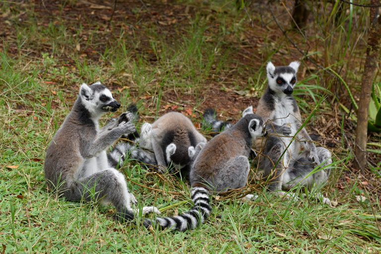 Lemurs' Park - MADAMAGAZINE