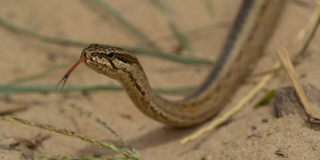 The Common Big-Eyed Snake – MADAMAGAZINE