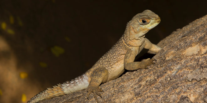 Cuvier’s Madagascar Swift: Oplurus cuvieri – MADAMAGAZINE