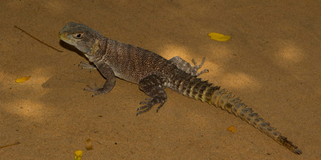 Cuvier’s Madagascar Swift: Oplurus cuvieri – MADAMAGAZINE