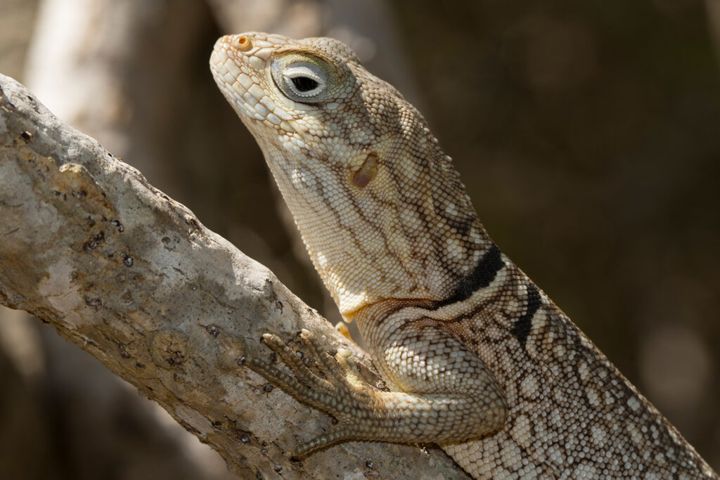 Oplurus cyclurus im Süden Madagaskars (1), Madamagazine - MADAMAGAZINE