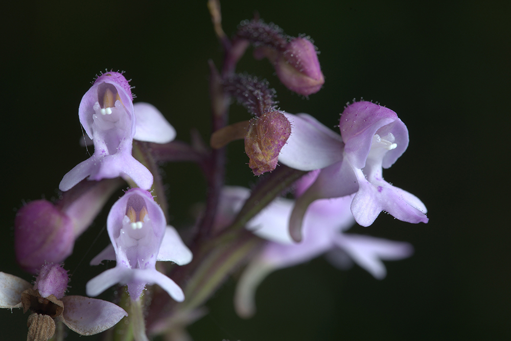 Die 1000 Orchideen von Madagaskar - MADAMAGAZINE