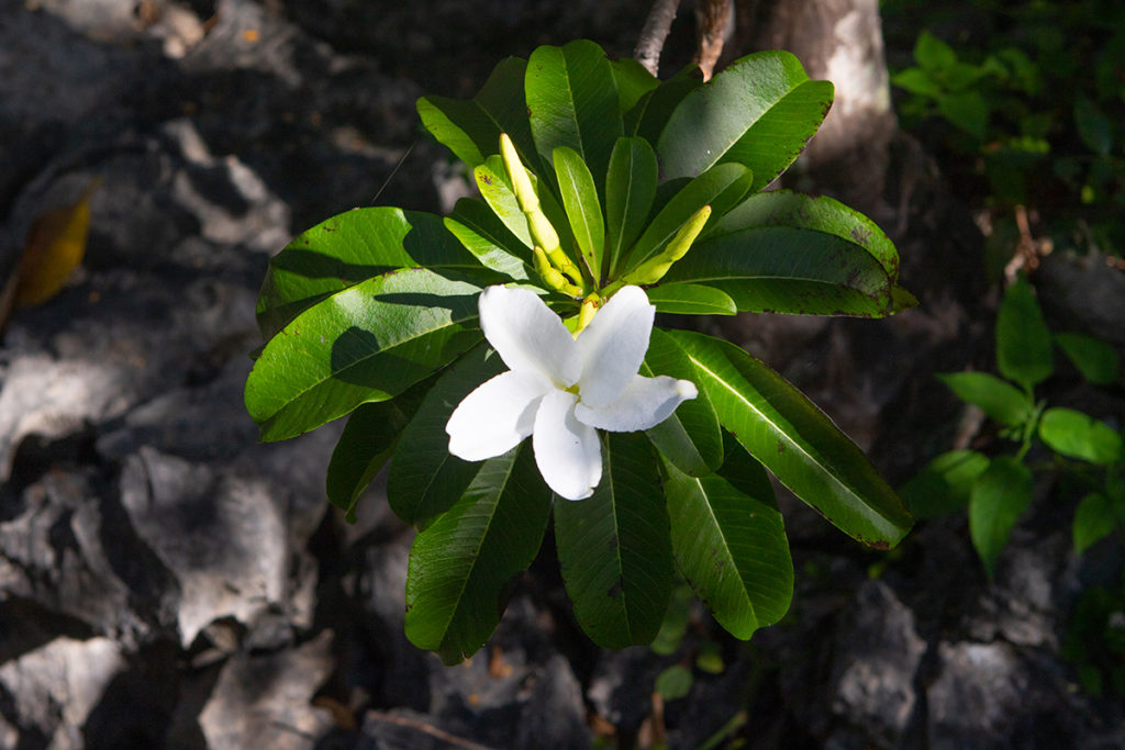 Pachypodium: Madagascar palms - MADAMAGAZINE