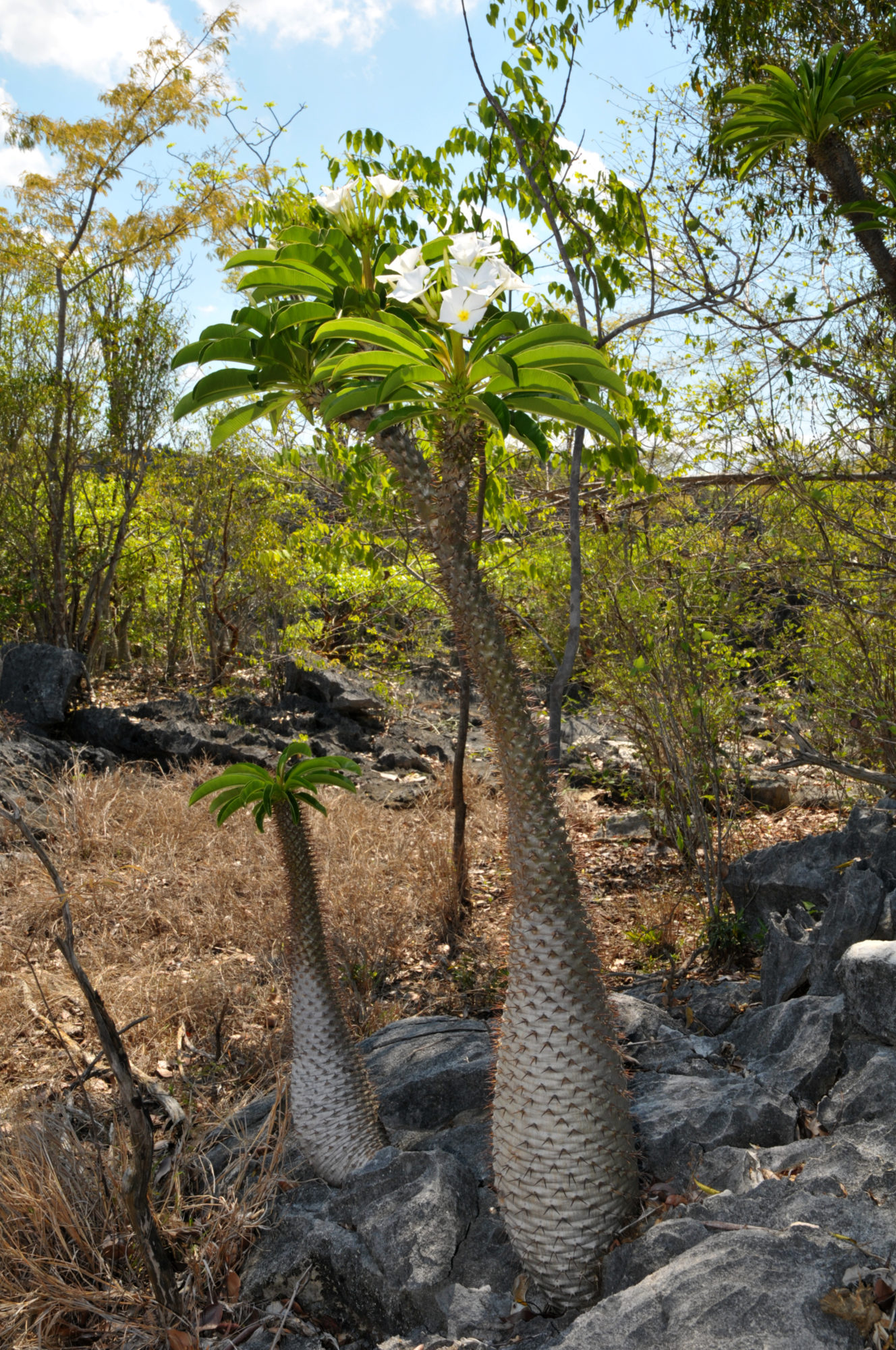 Pachypodium: Madagascar palms - MADAMAGAZINE