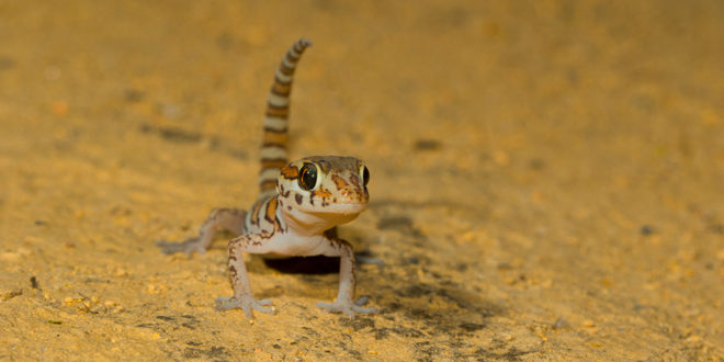 Der Großkopfgecko des Südens: Paroedura picta – MADAMAGAZINE