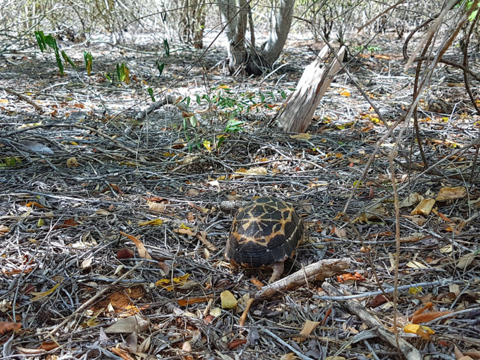 Little Pearls of the South: Spider Tortoises - MADAMAGAZINE