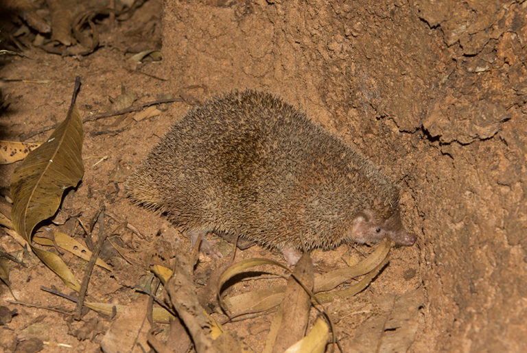 The greater hedgehog tenrec - MADAMAGAZINE